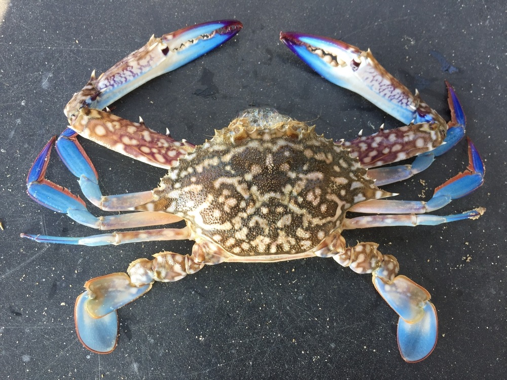 Crab Enhancement Research - Seafood Industry Research Fund