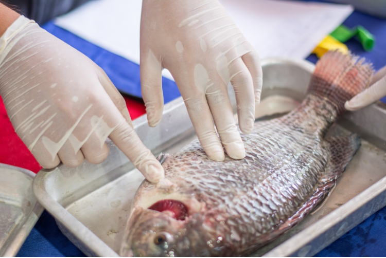Looking at Fish Identification through a Data Lens - Seafood Industry ...